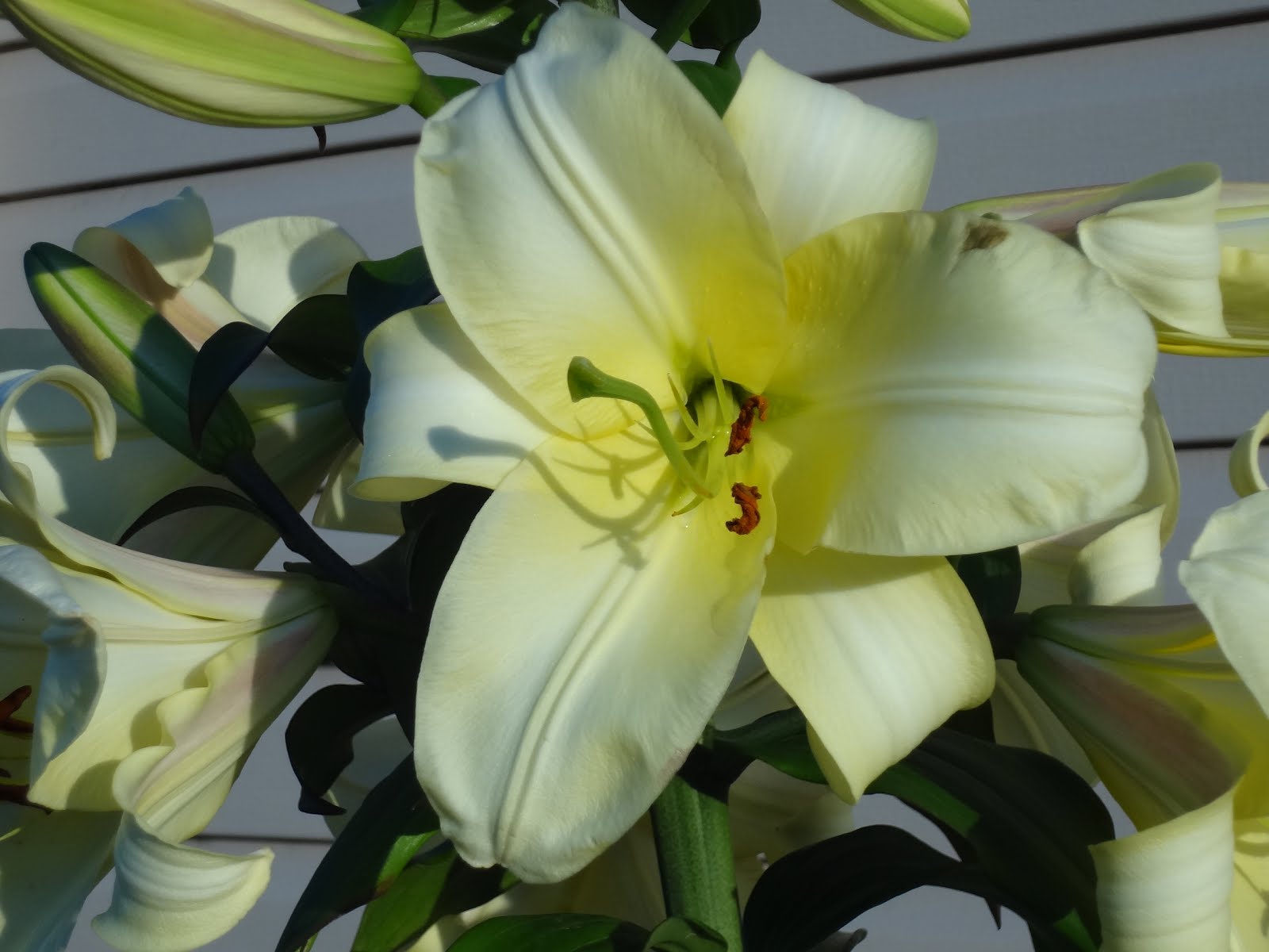 I Keep House: Among the Lily Tree Garden