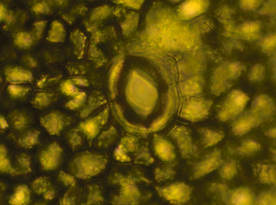 Welcome to the big world of tiny organisms: Specimen #2: Marchantia sp.