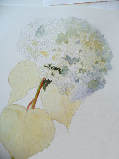 Zeh Original Art Blog Watercolor and Oil Paintings: Hydrangea Botanical ...