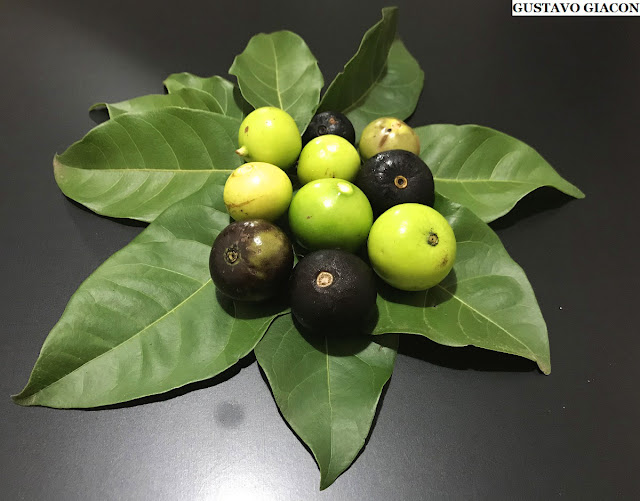 Viveiro Ciprest - Plantas Nativas e Exóticas: Puruí ou Marmelada do ...