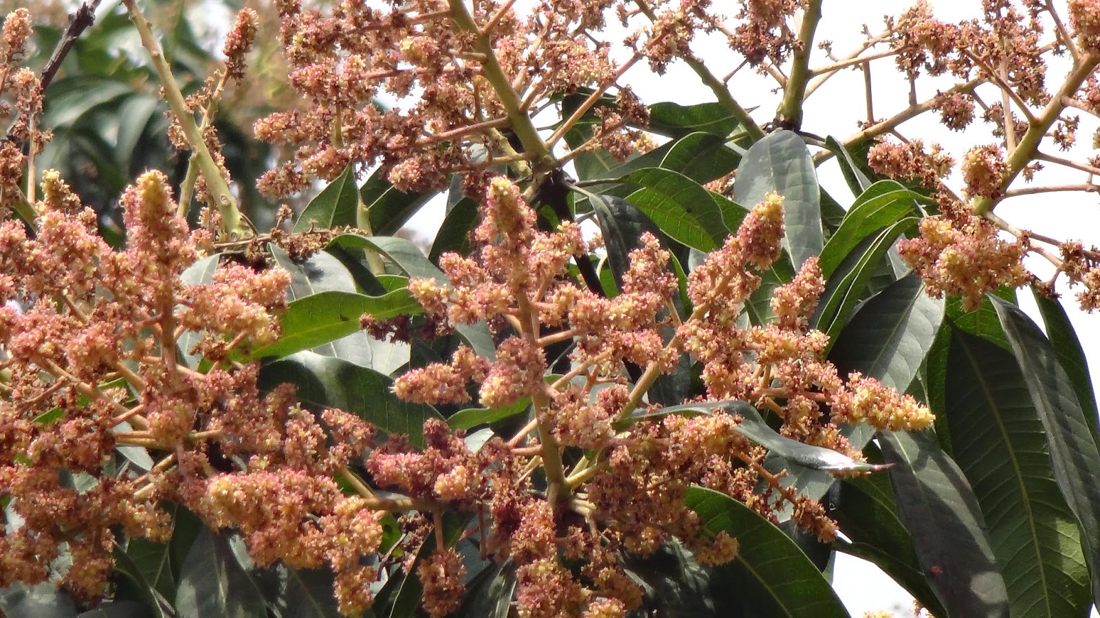 Plants of Lahore - Pakistan: Mango tree- Aam- Mangifera indica