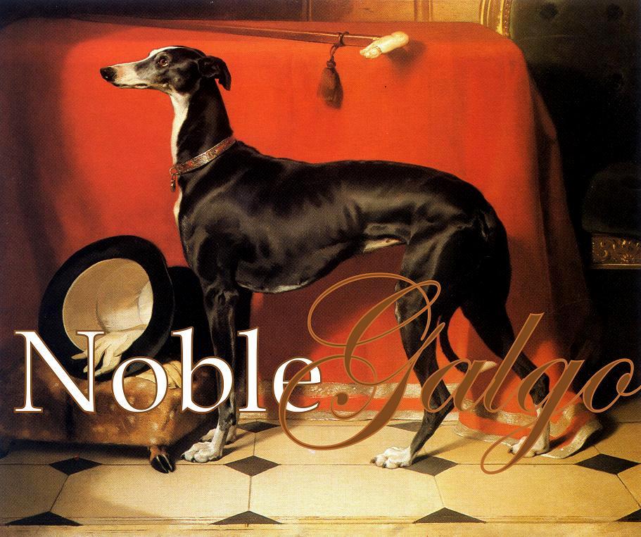 NOBLE GALGO: 2ª DIFUSIÓN!!! Bambino, simpático perraco en adopción