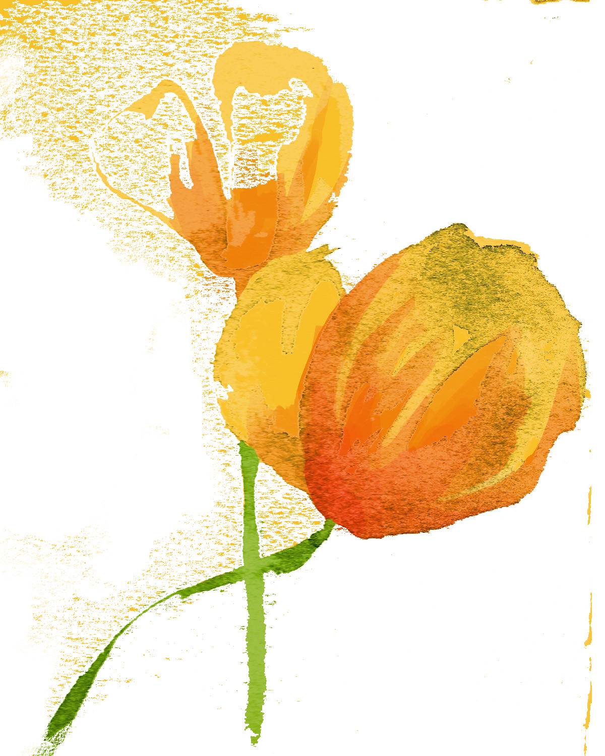 Kate Radomski Illustration: Flowers