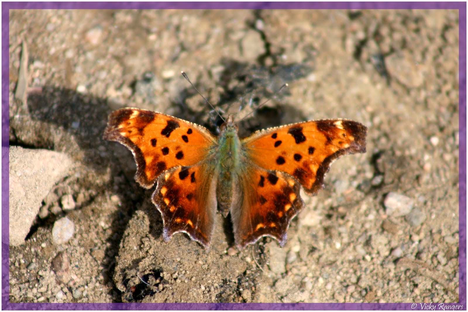 La faune et la flore du Québec en photos: Papillons
