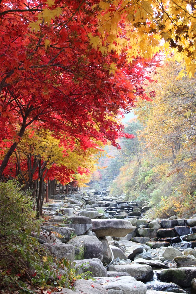 Fun & Free Daegu Travel: Famous spot for healing in Daegu, let’s go to ...