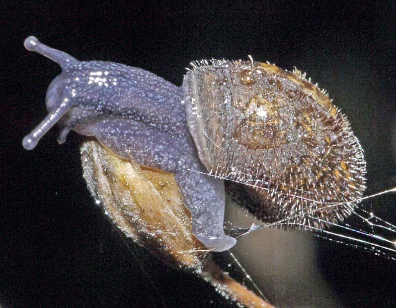 CABINET OF CURIOSITIES: Hairy snail