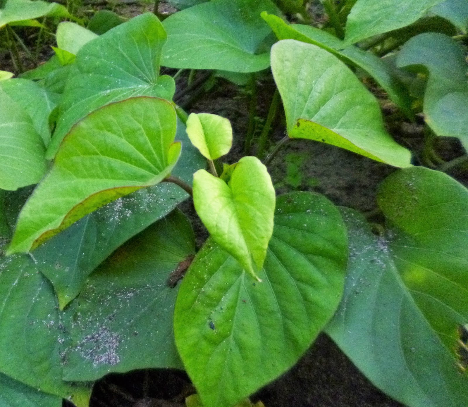 Plantas, alimentos, condimentos, receitas, restaurantes, viagens ...