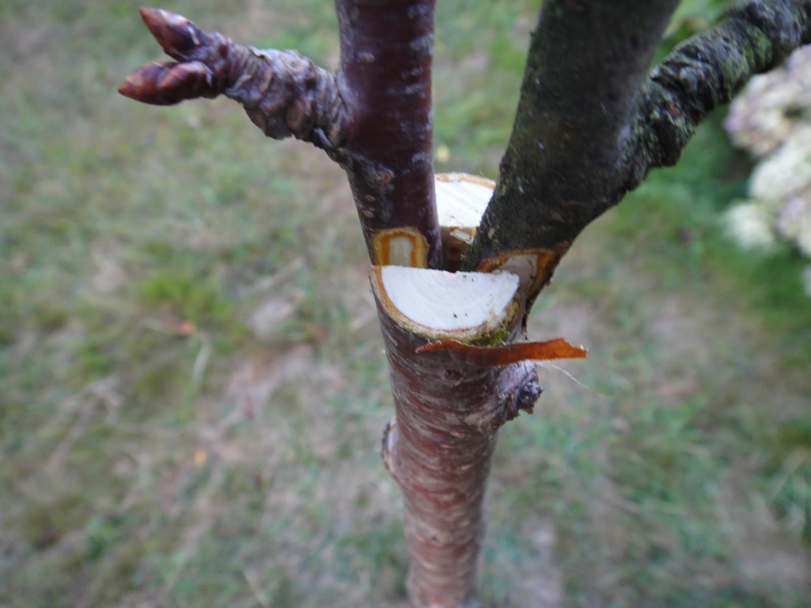 greffer un cerisier - France News Collections