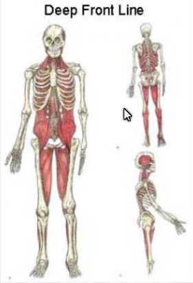 Kinesiology 4U: maart 2014