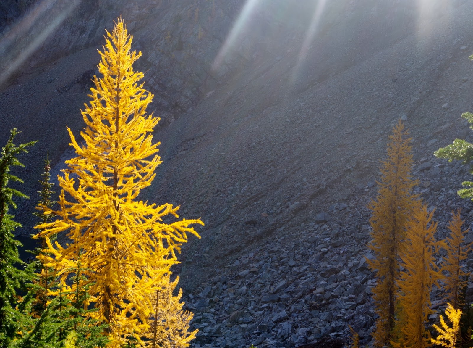Pacific Northwest Seasons: North Cascades's Autumn Larches: Pure Gold