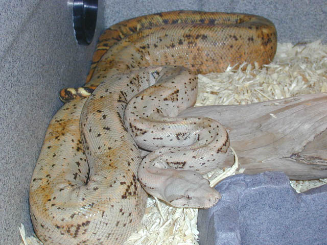 Hogg Island Boa | Snakes