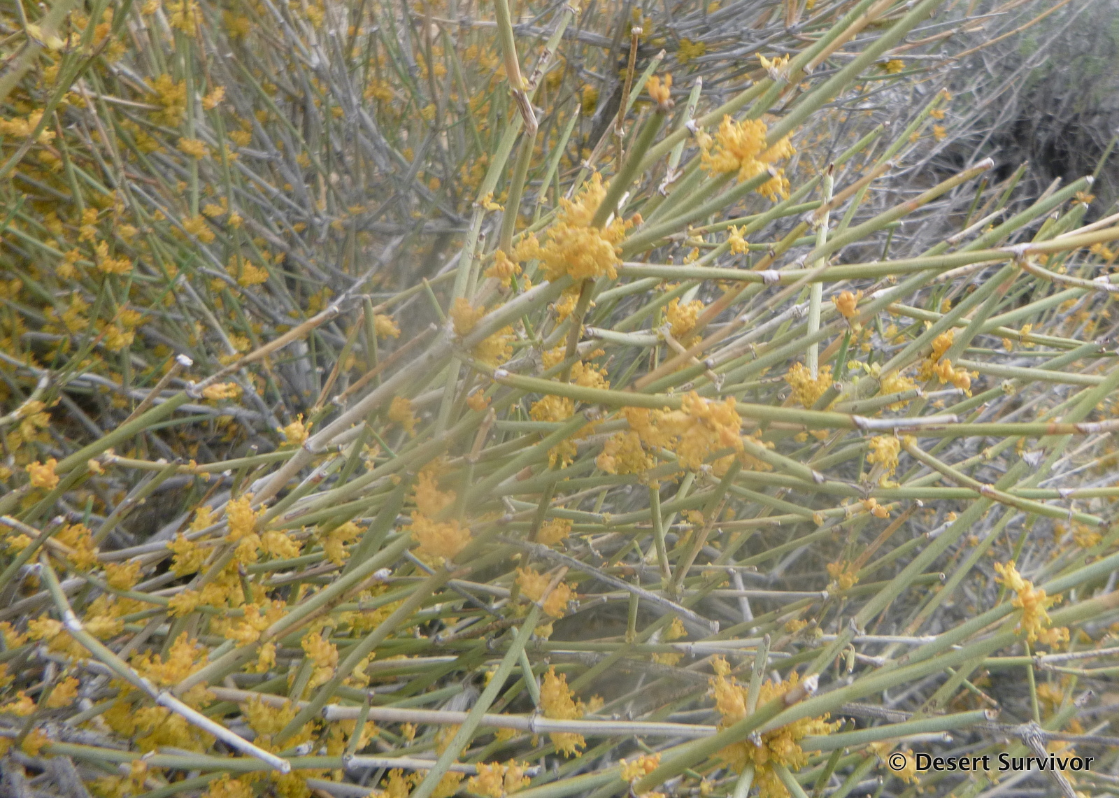 Desert Survivor: Mojave Desert Spring Wildflowers