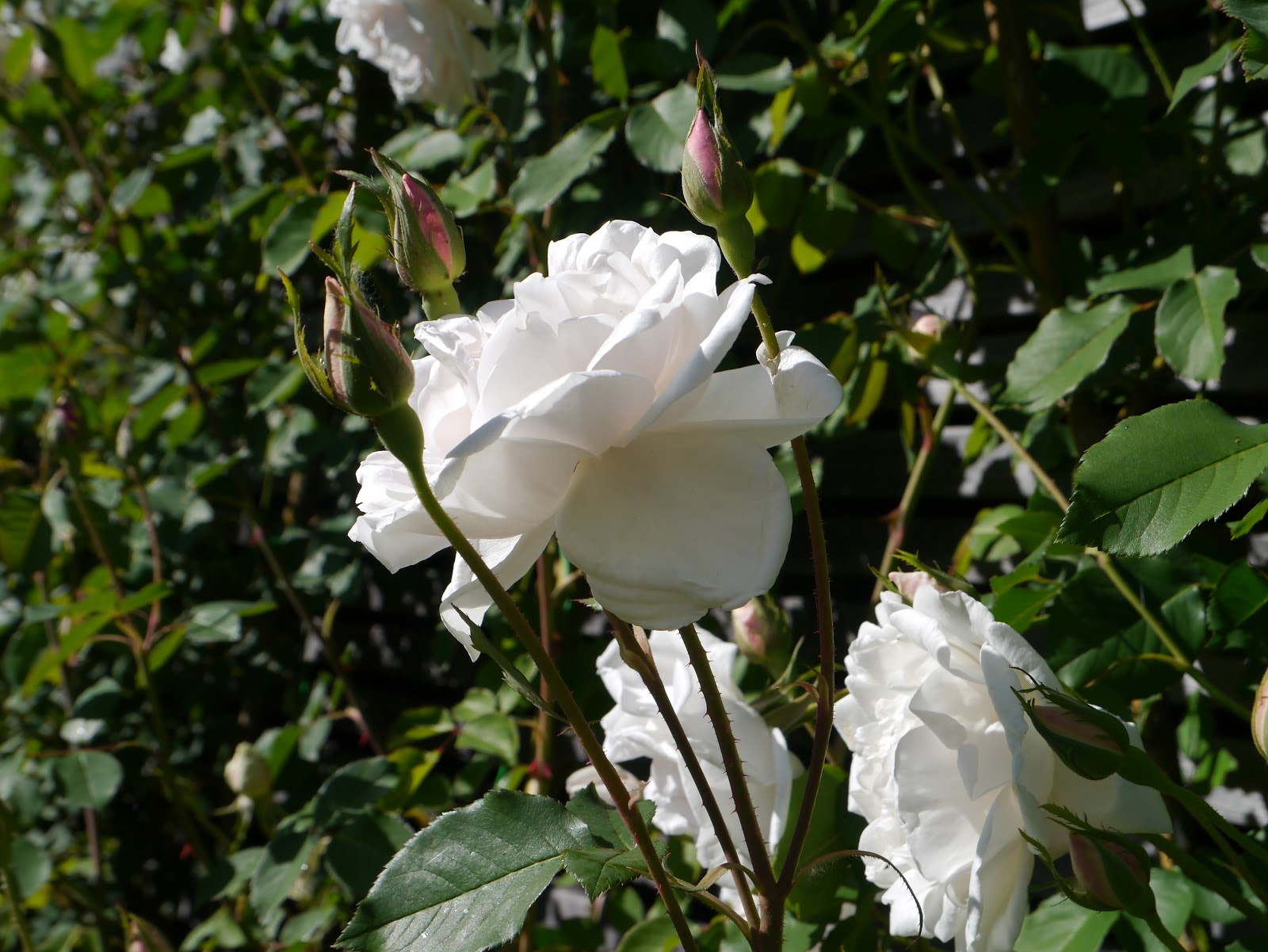 The Gleewoman's Notes: A New Cabin in the Fir-Woods, a Little Mole, the ...