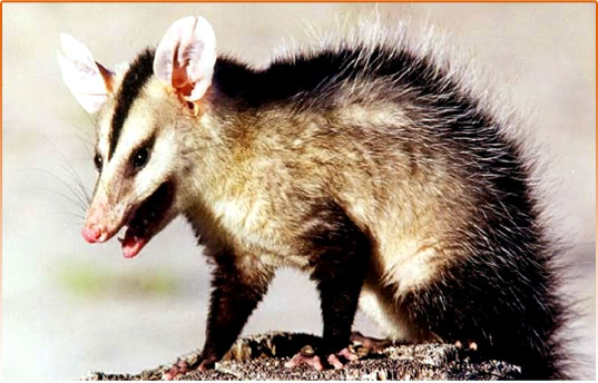 Piratas da UAG - UFRPE-UAG: Procura-se!!!