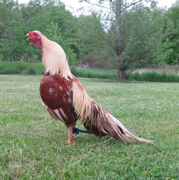 aseel murga - {MurgBazz} Arqam Mughal Aseels