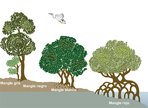 ecocise: TIPOS DE MANGLE