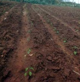 Chilli Cultivation - Mr. Cultivation