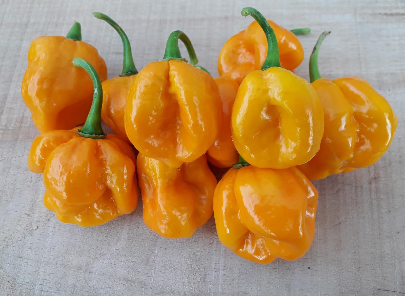 Čili Zaječar: Trinidad Scorpion Moruga Yellow