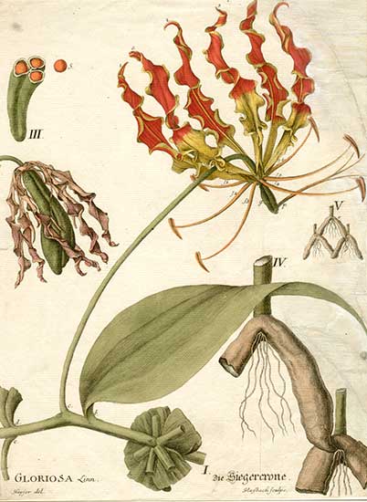 Dark Inklings: Poisonous Flora A-Z