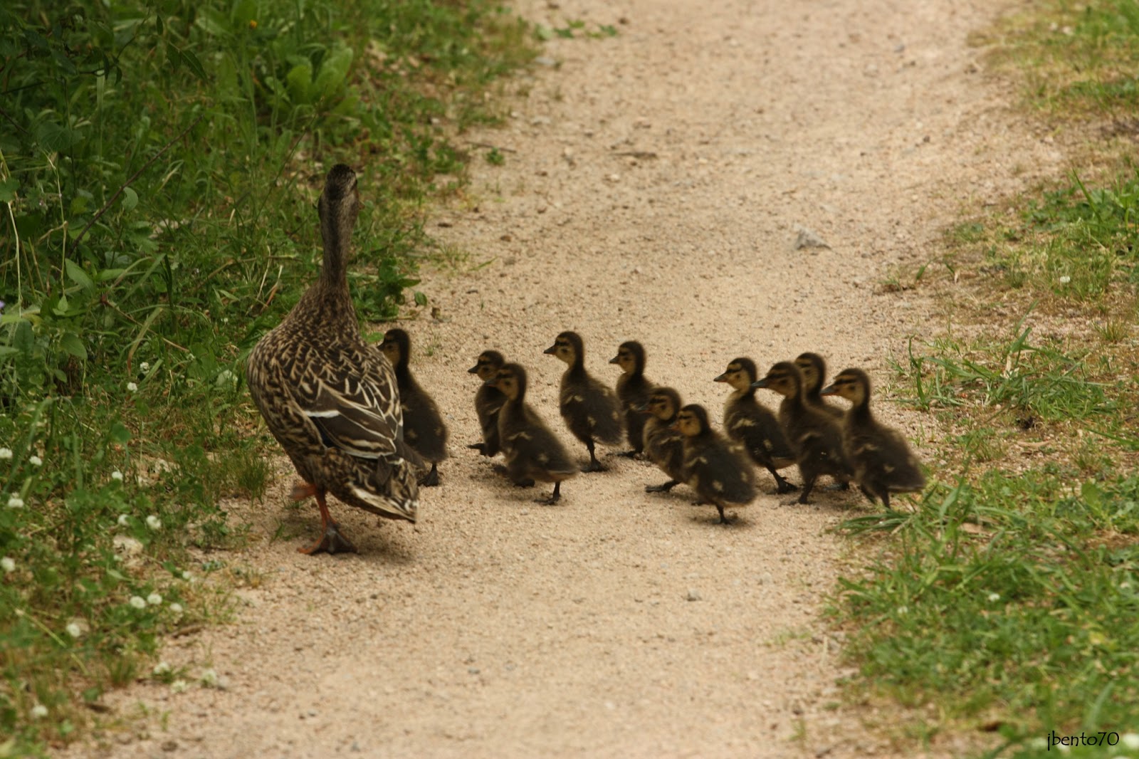 Birding Cascais: Pato-real / Mallard (Anas platyrhynchos) na entrada da ...