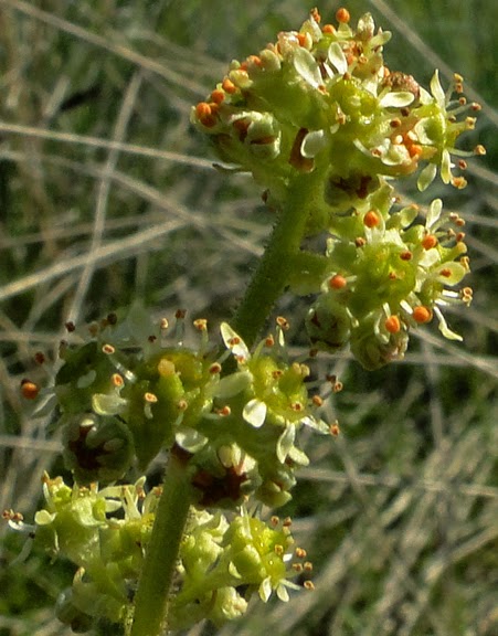 Slatsz' plant photo-biography: Micranthes nidifica, peak saxifrage ...