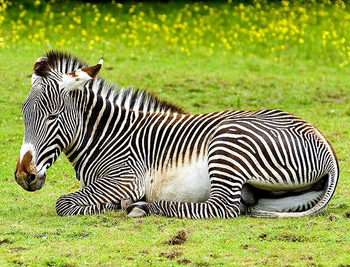 The Grévy's Zebra | Beautiful Animal | The Wildlife
