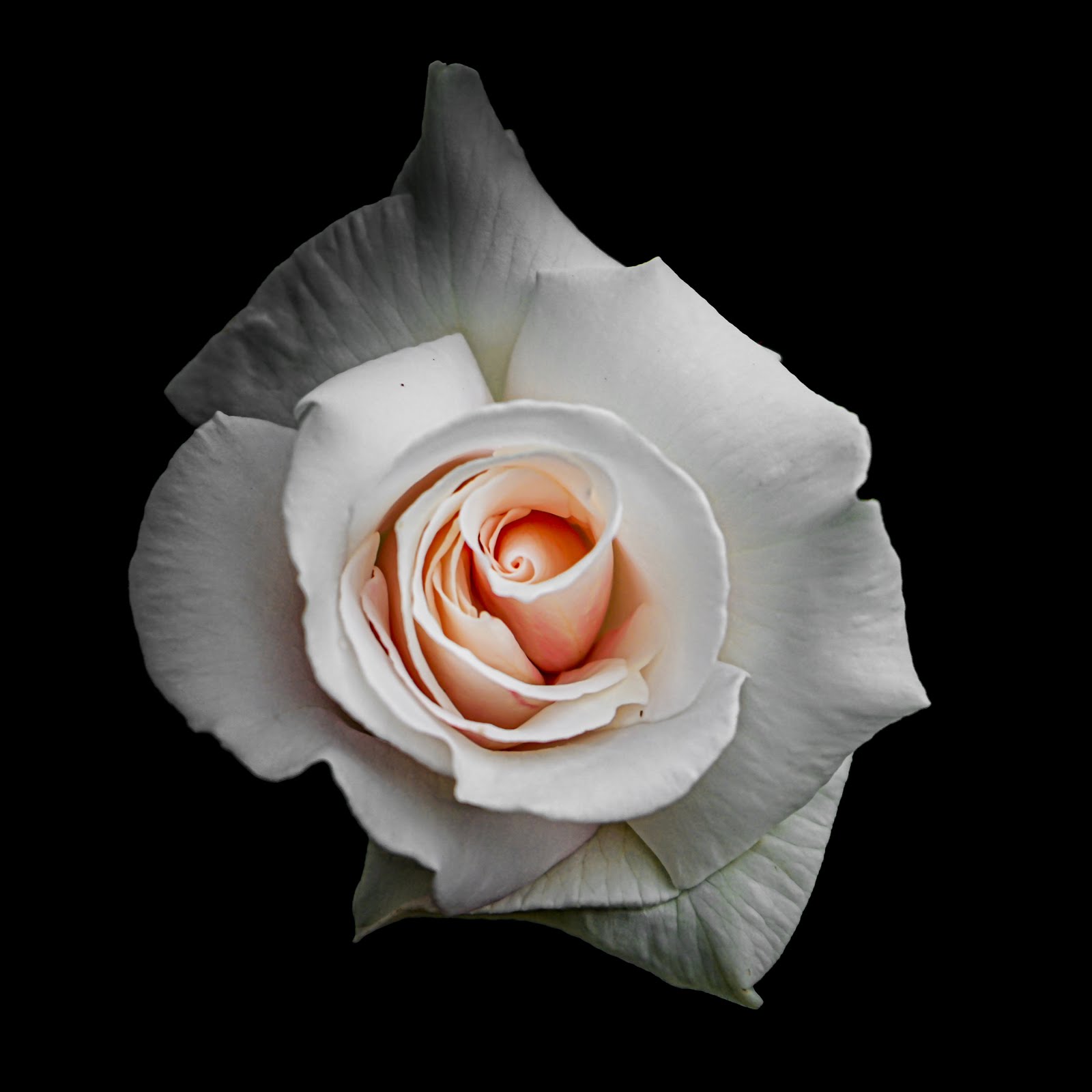 How to photograph flowers (for beginners) - frederikboving