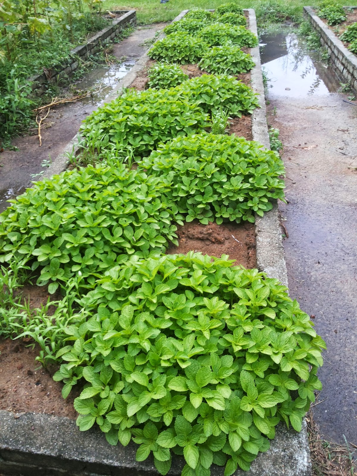 CIKGU LOLITA: MENANAM UBI KEMILI