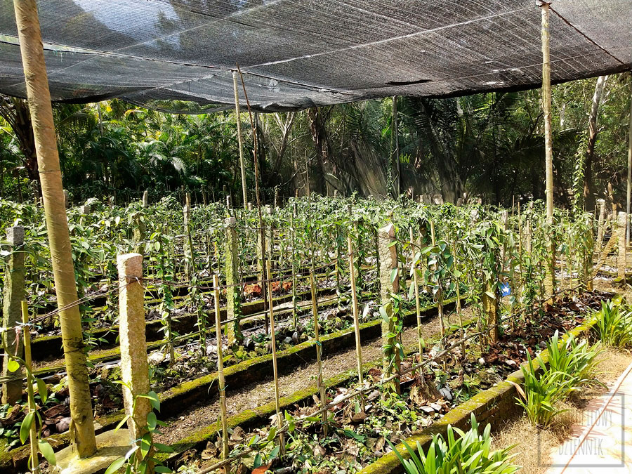 Jak uprawia się wanilię?