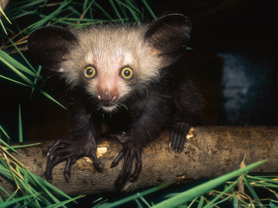 El mundo animal y la naturaleza: Aye-aye