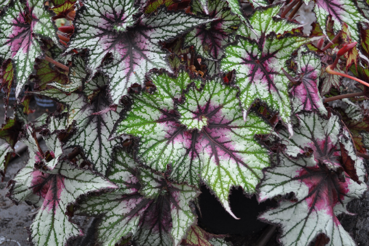 Begonia Rex cuidados y reproducción - Vivero Green House