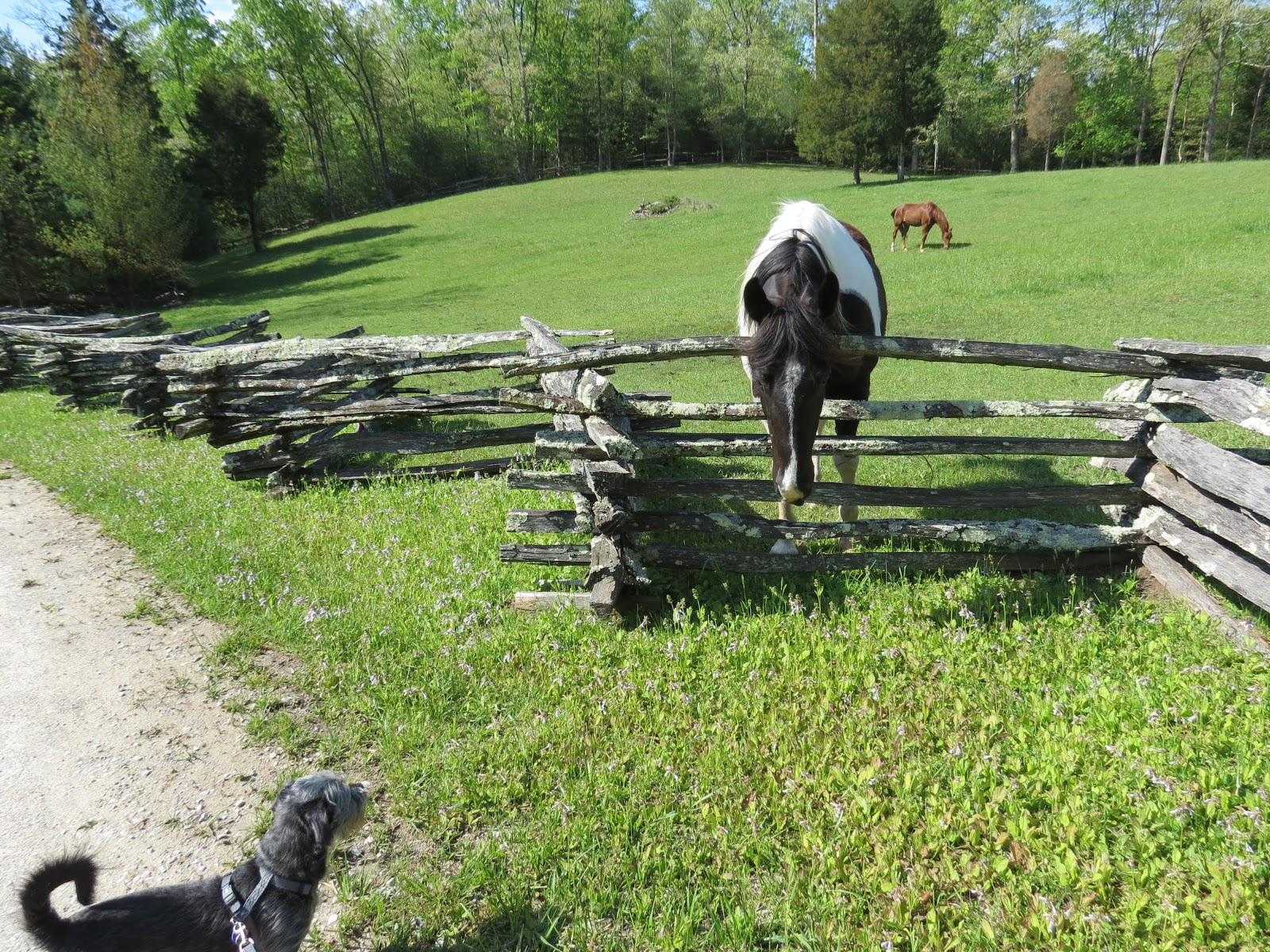 Where's Liz-2013?: Bandy Creek, Big South Fork National River and ...