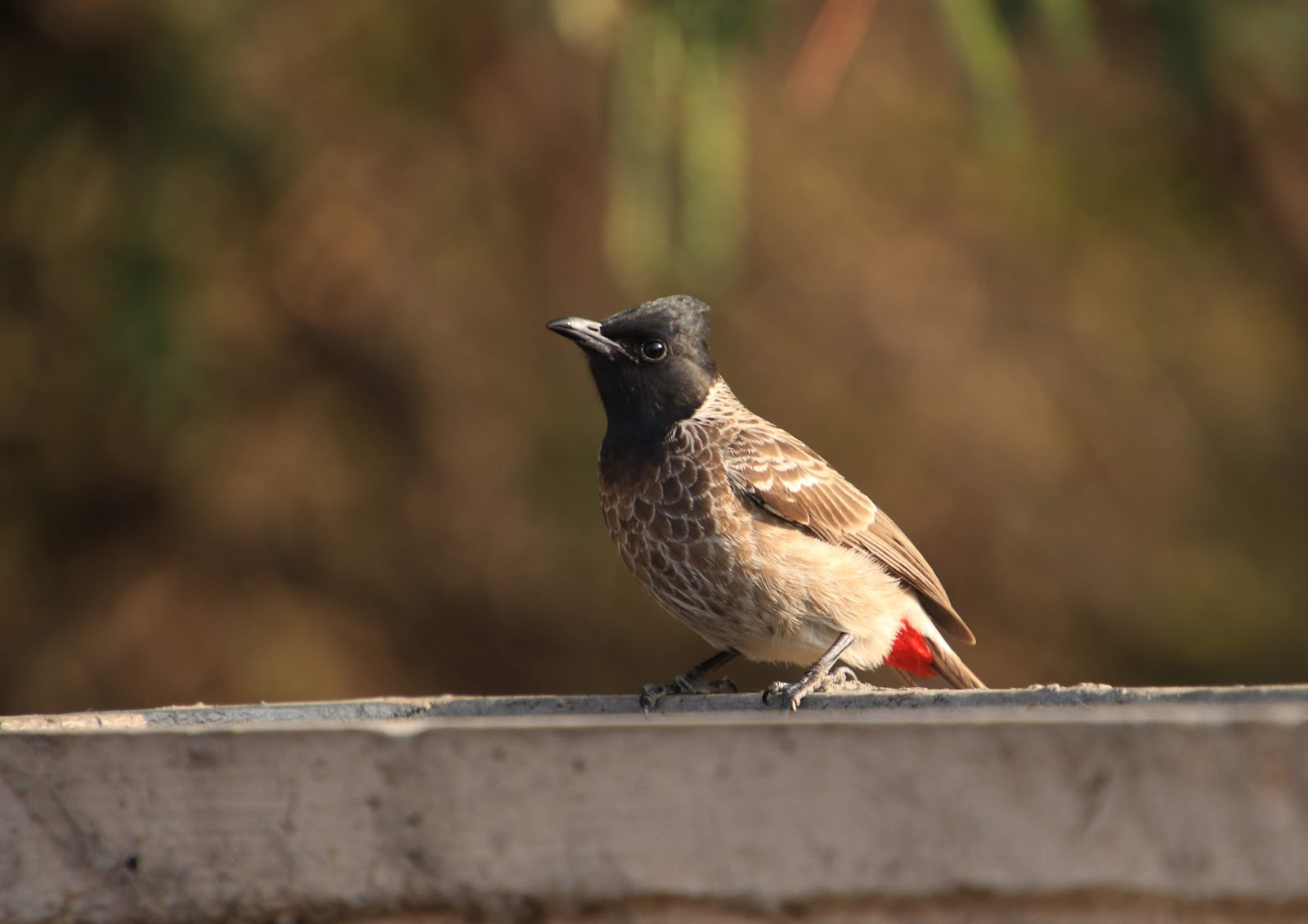 BALA QUILA FORT: A PLACE YOU CANNOT MISS