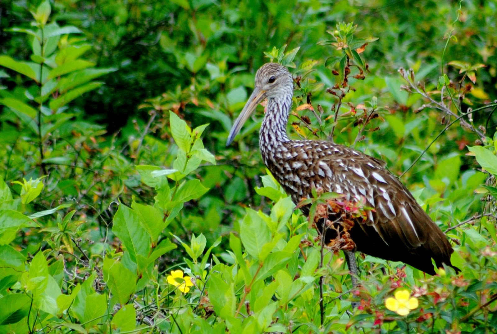Field Notes and Photos: Limpkin, a Tropical Wading Bird in the U.S..