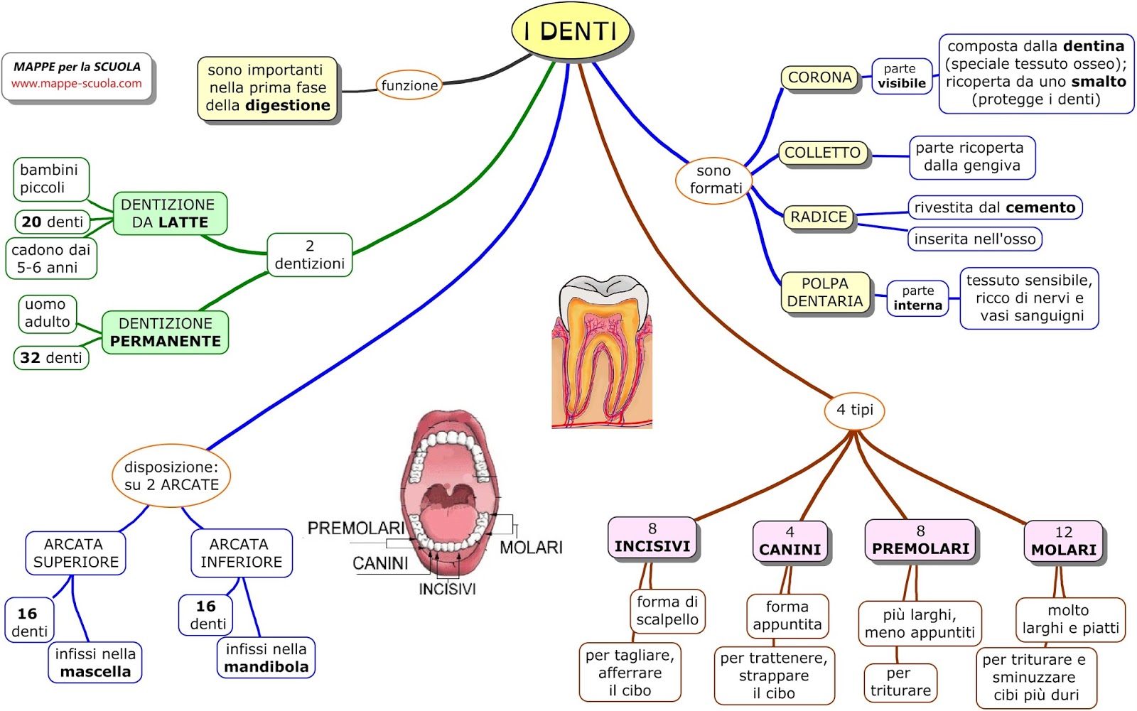 MAPPE per la SCUOLA: I DENTI