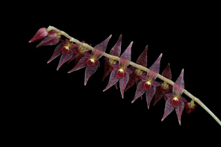 Orchids in Bloom: Lepanthopsis vinacea