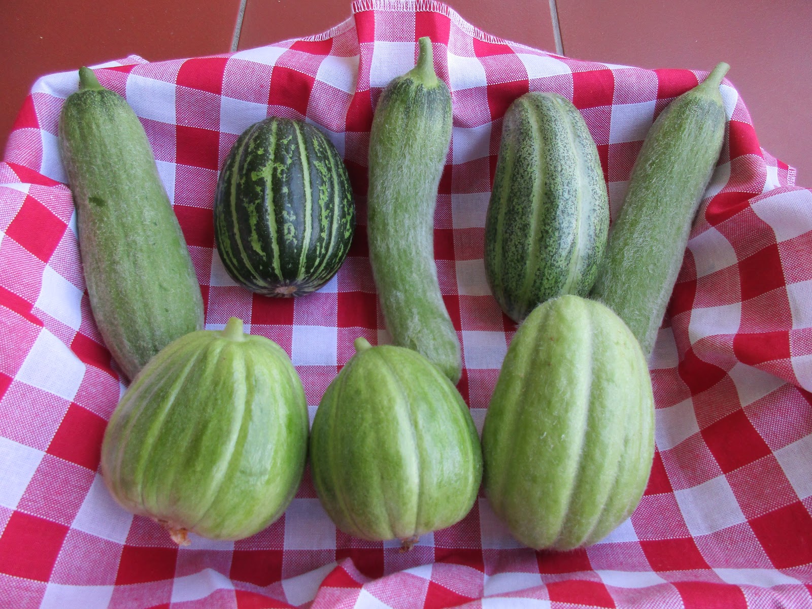 Carosello Pugliese: CAROSELLO DAY