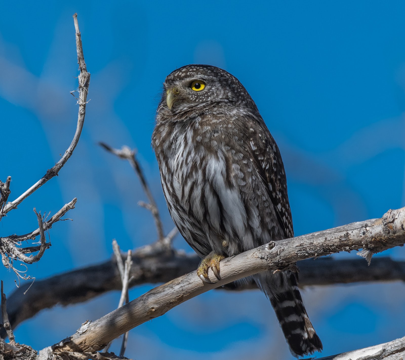 NeoVista Birds and Wildlife: Pygmy Owls and Desert Reptiles