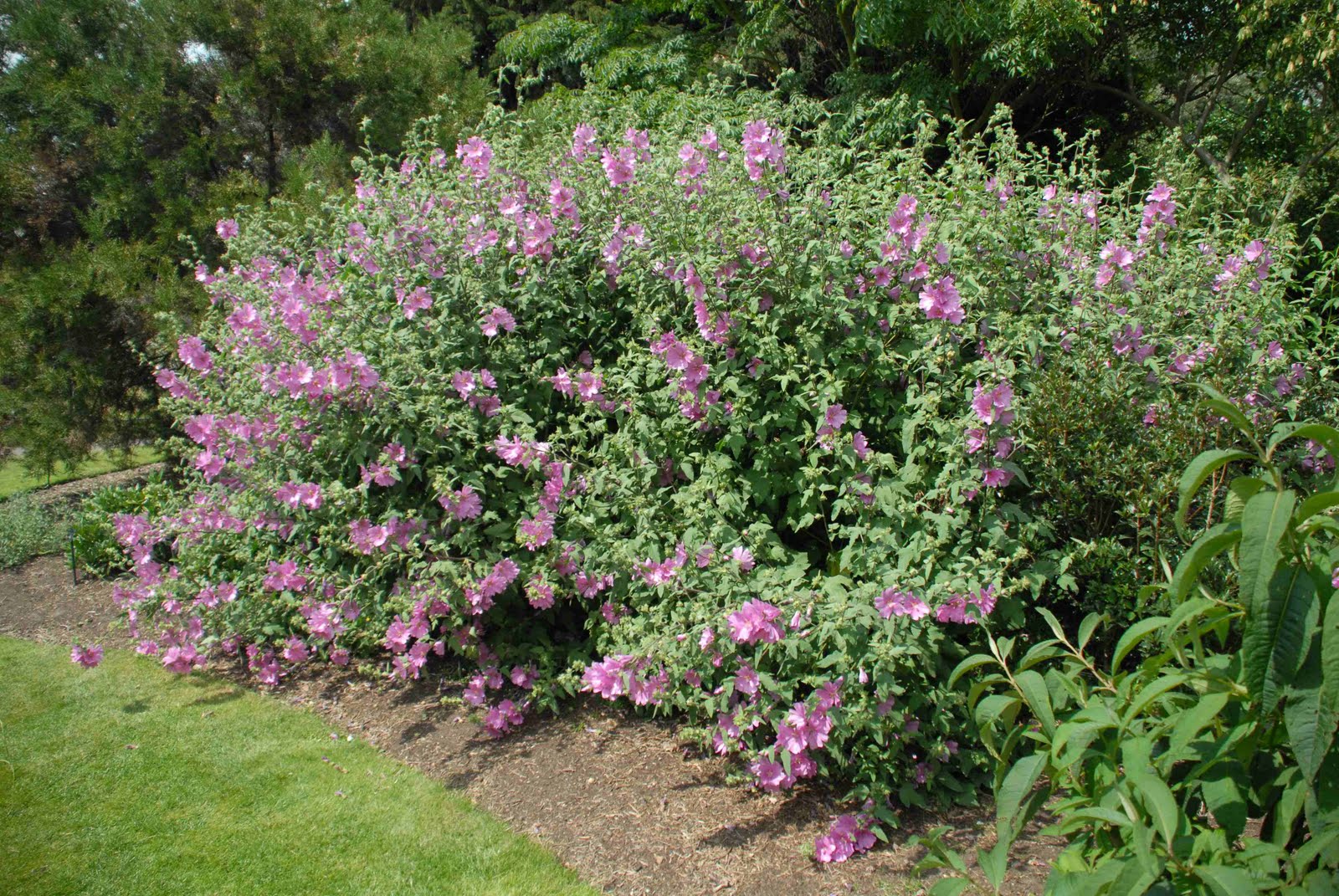 Kew's Royal Mallow (one of the Gay Hyères Tree Mallows)