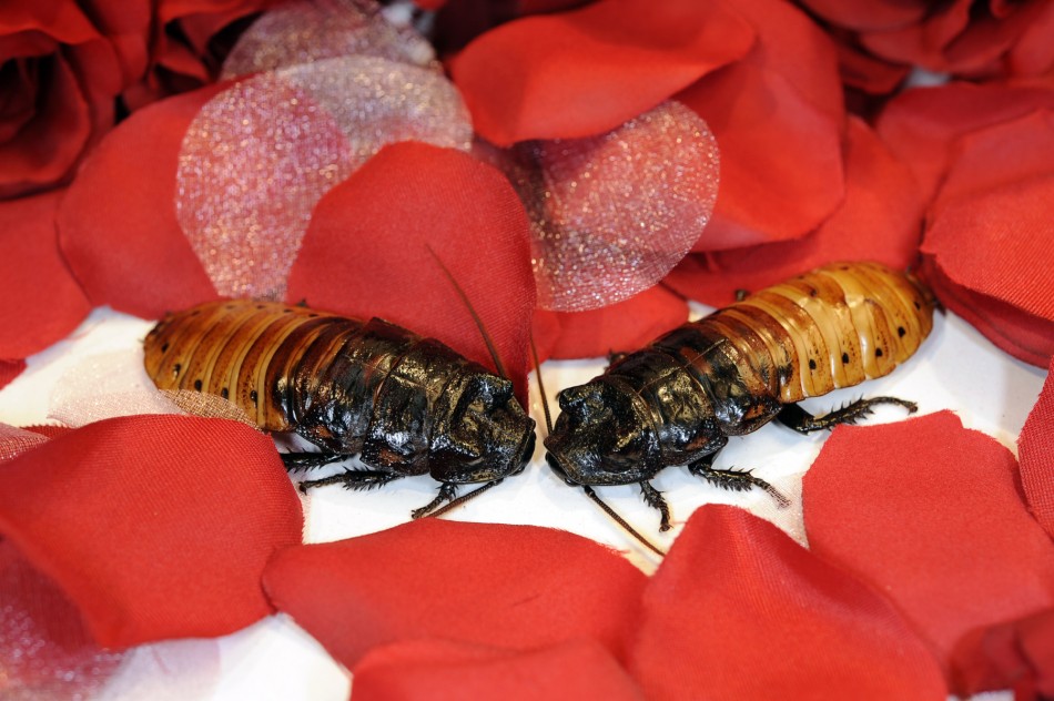 Really BAD, But Oh So Funny Valentines Day Gifts | Tales of a Ranting ...