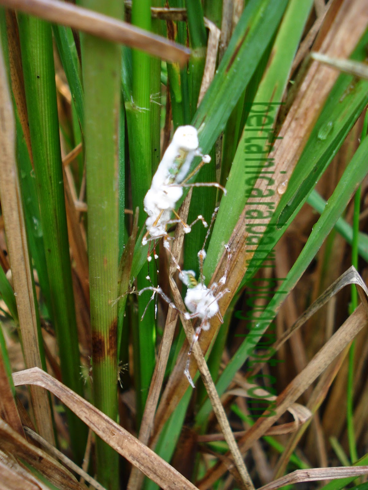 HAMA PENYAKIT PADI SAWAH | BERTANI CARA BARU