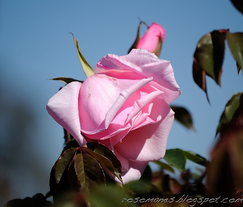 A Rose is a Rose...: First Roses of the Year