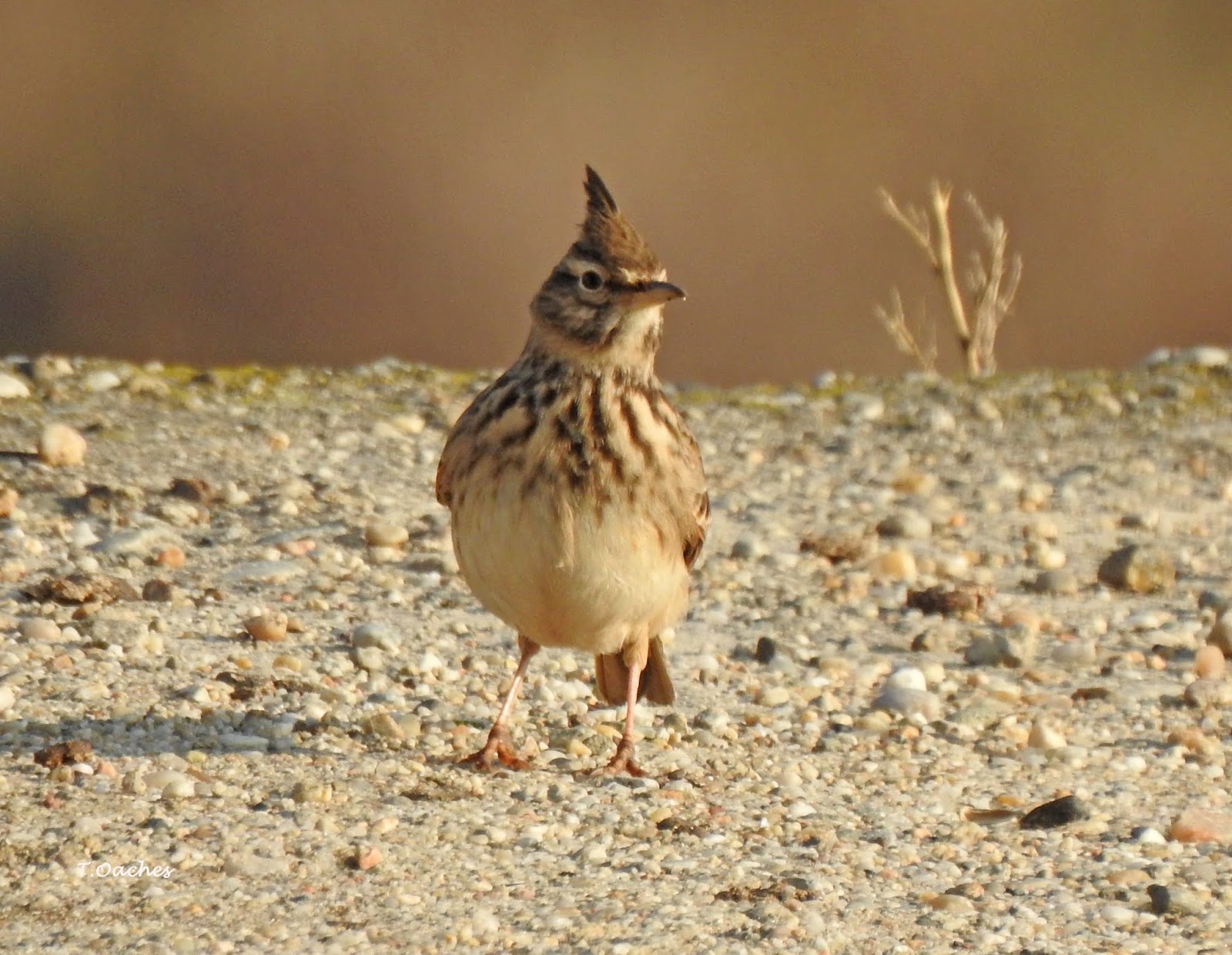 PASARI DIN ROMANIA: CIOCARLAN, Galerida cristata