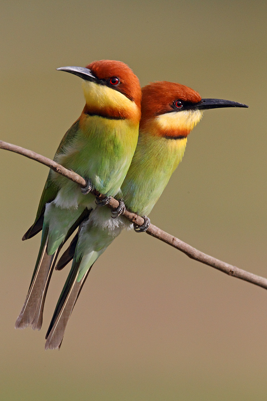 Chestnut-headed Bee-eaters; the large ‘cliff’ colony on Penang Island