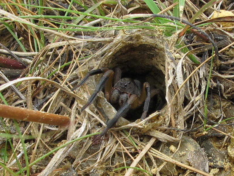 Blue Jay Barrens: Burrowing Wolf Spider - 2011