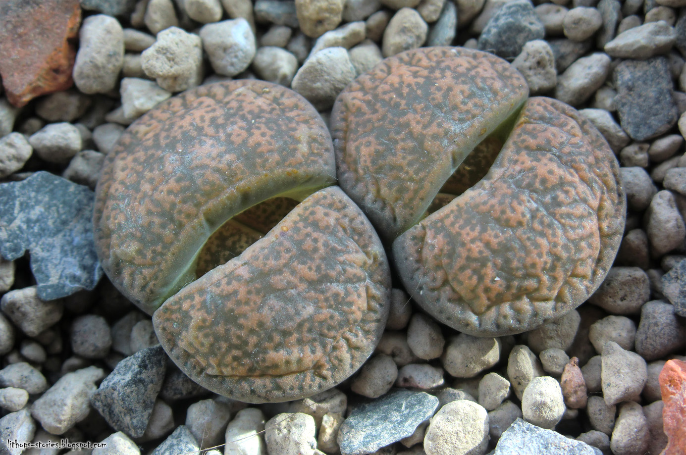 Lithops Stories: Other developments (12 pics)