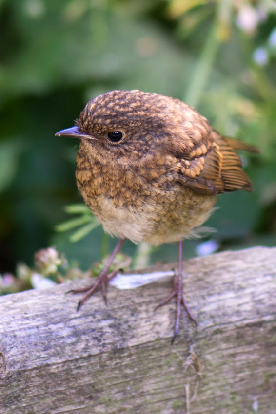 NI Bird Pics: Stephen Maxwell - Juvenile Robin