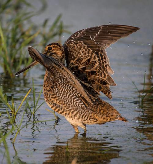Pintail snipe | Birds of India | Bird World