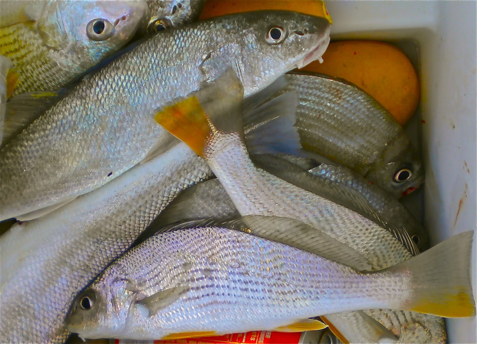 On Foot Angler: From Henry @ Snook-Nook - Jensen Beach