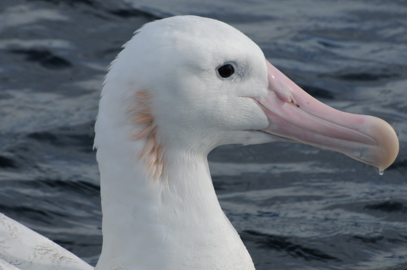 A Wandering Naturalist: New Zealand: Albatrosses and Mollymauks